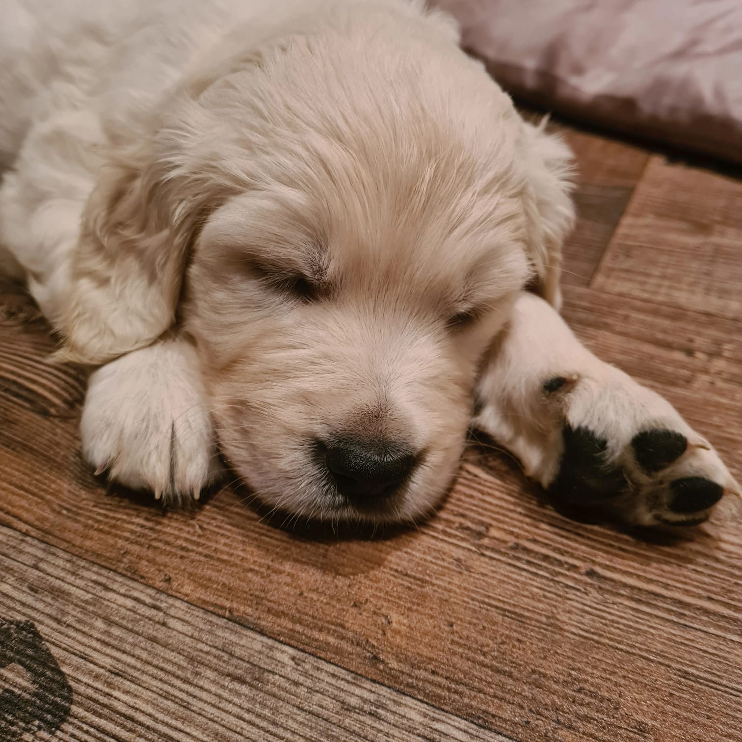 Retrievers of golden Legacy,Golden Retriever Züchter,Golden Retriever